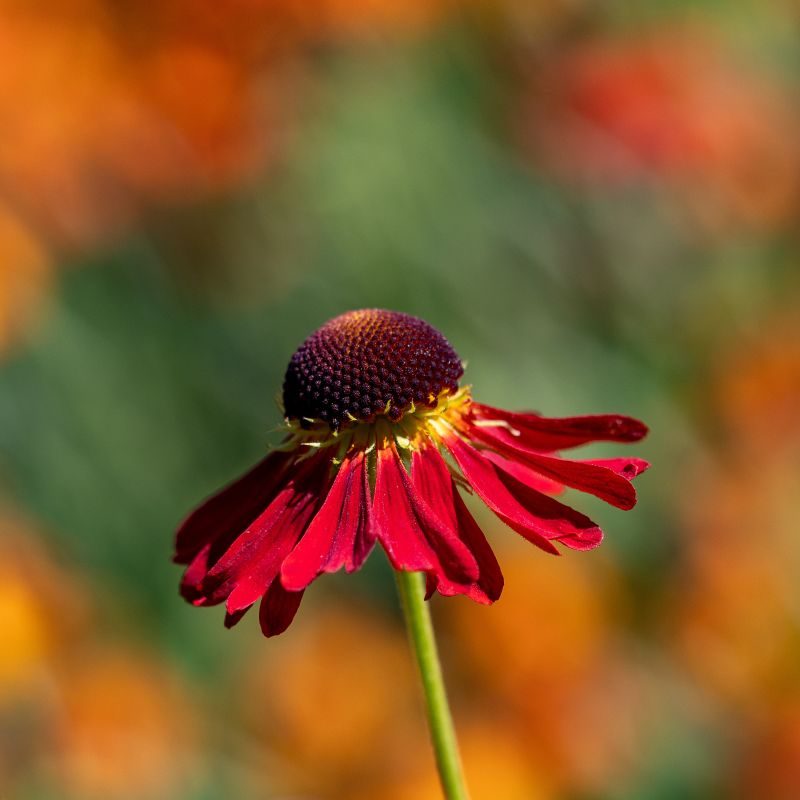 Flowers Photography Workshop | Wild About Flowers Photography Workshop ...